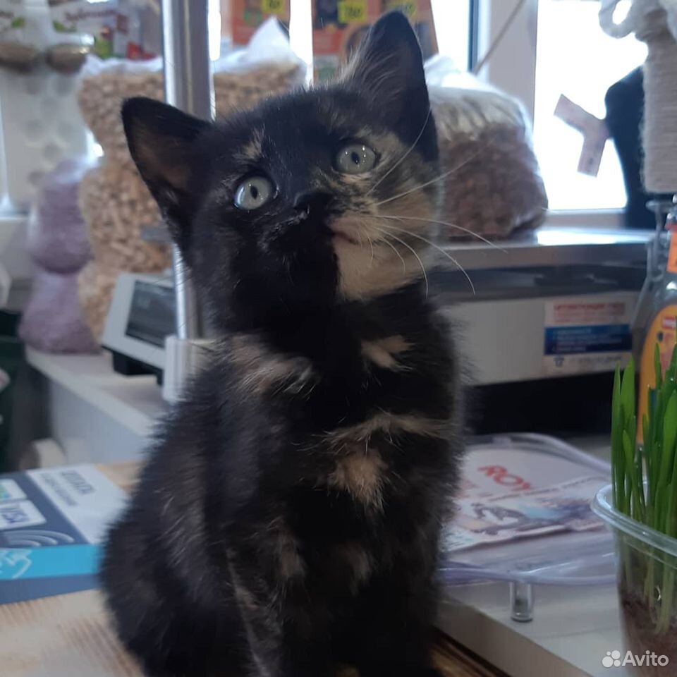 Котенок