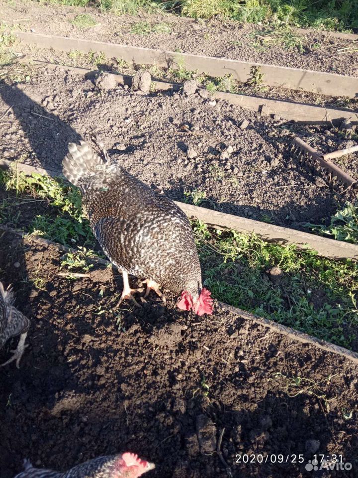 Петух породы доминант крапчатый